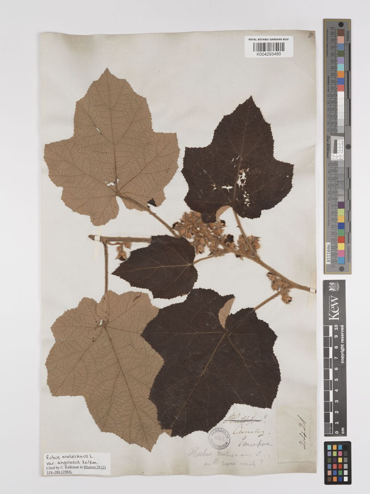 Rubus moluccanus var. angulosus Kalkman | Plants of the World Online ...