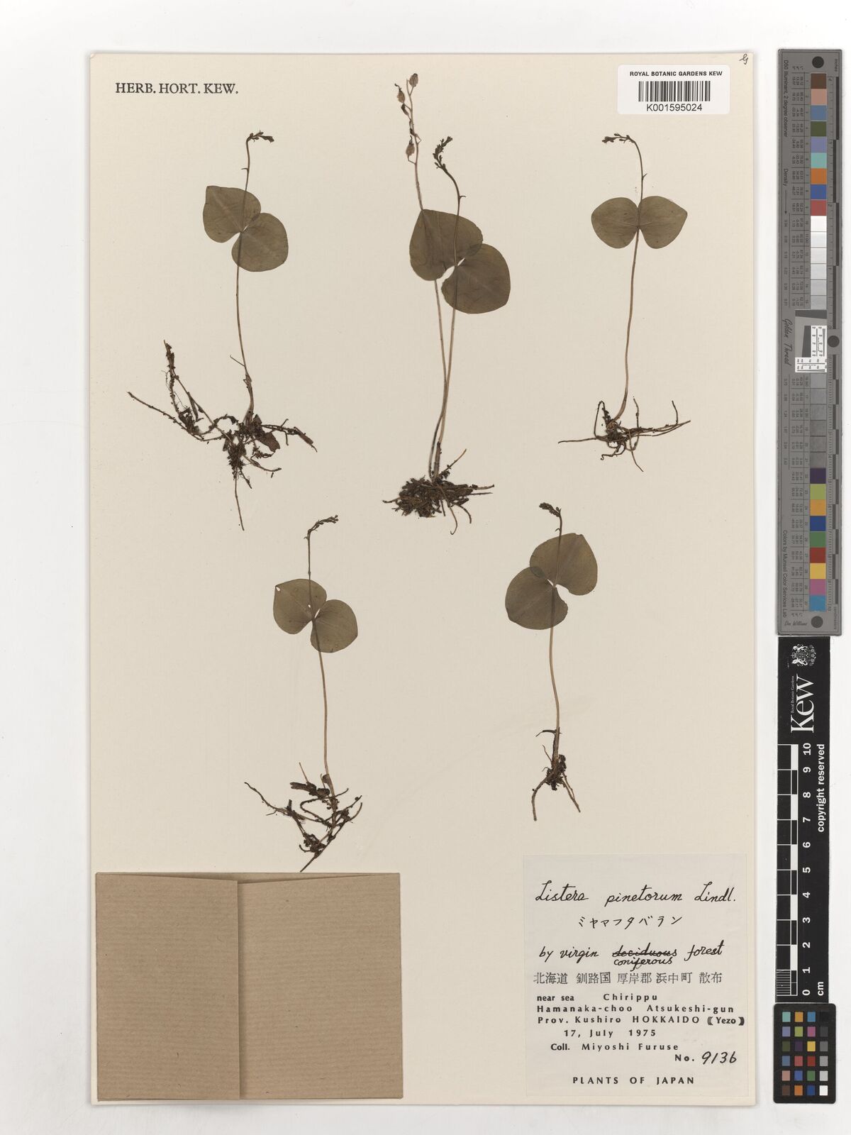 Neottia pinetorum (Lindl.) Szlach. | Plants of the World Online | Kew ...