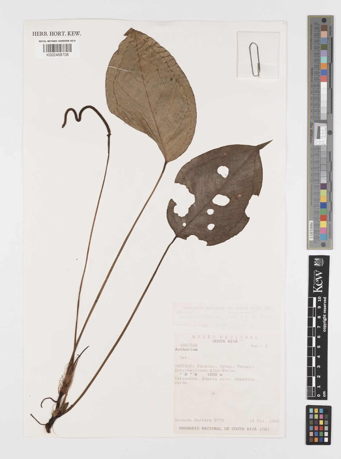 Anthurium louisii Croat & R.A.Baker | Plants of the World Online | Kew ...