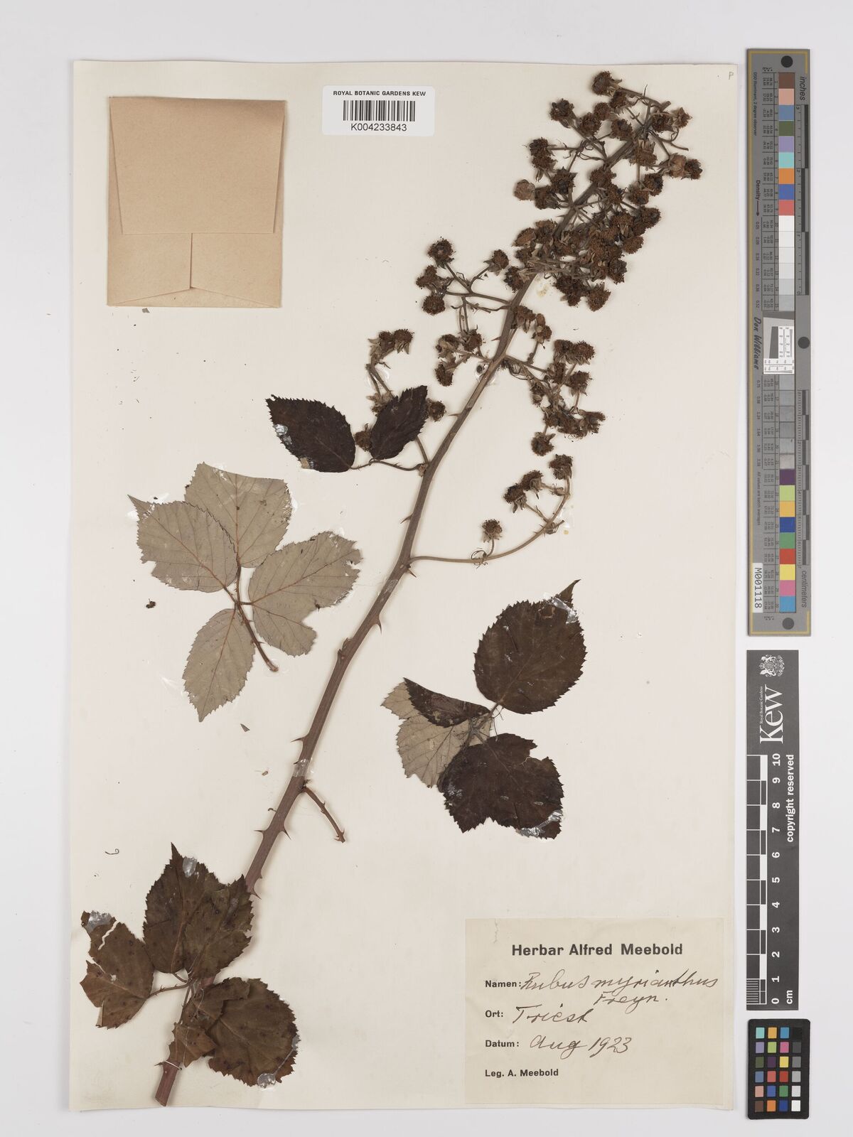 Rubus myrianthus Freyn | Plants of the World Online | Kew Science