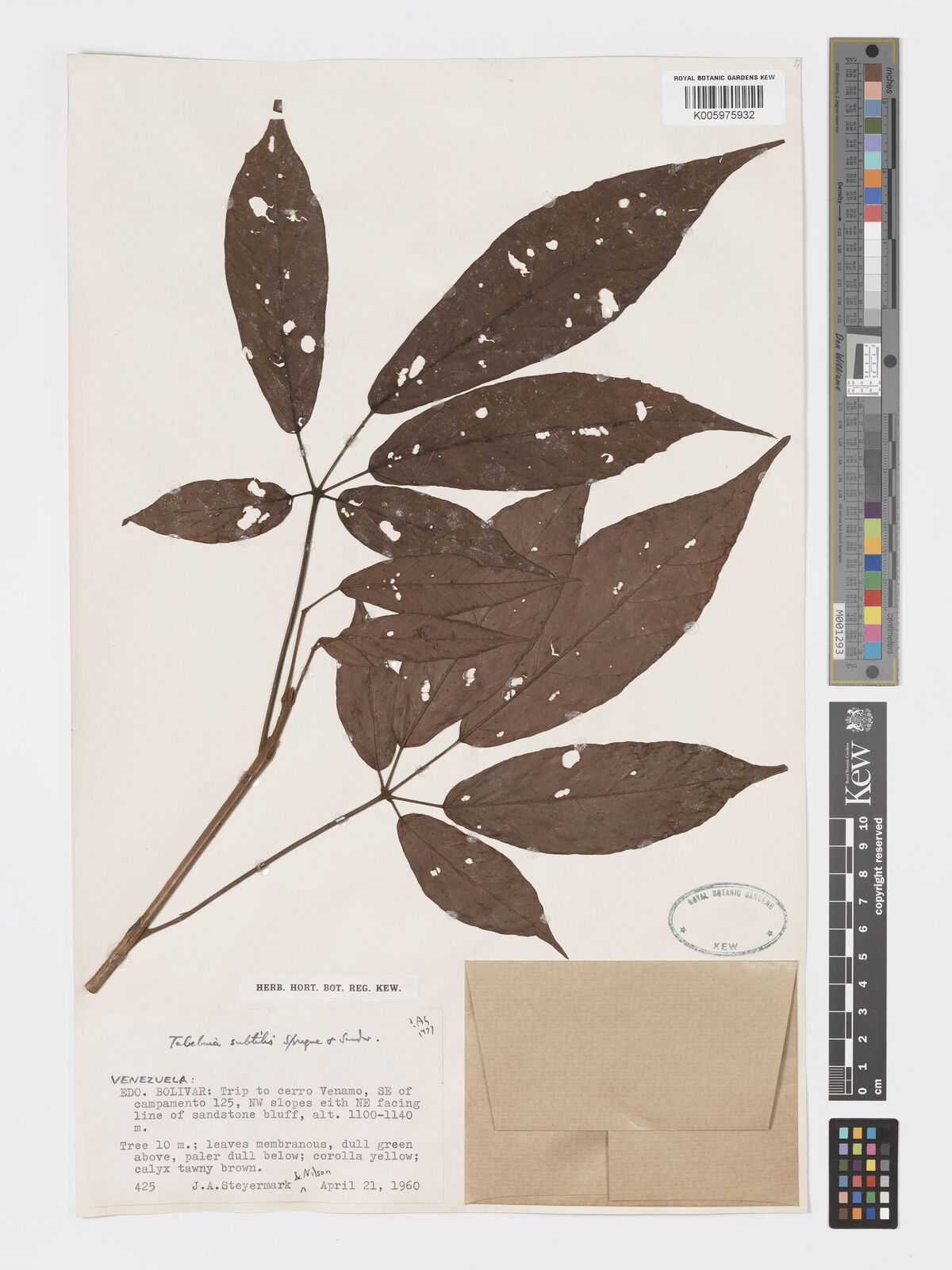 Handroanthus subtilis (Sprague & Sandwith) S.O.Grose | Plants of the ...