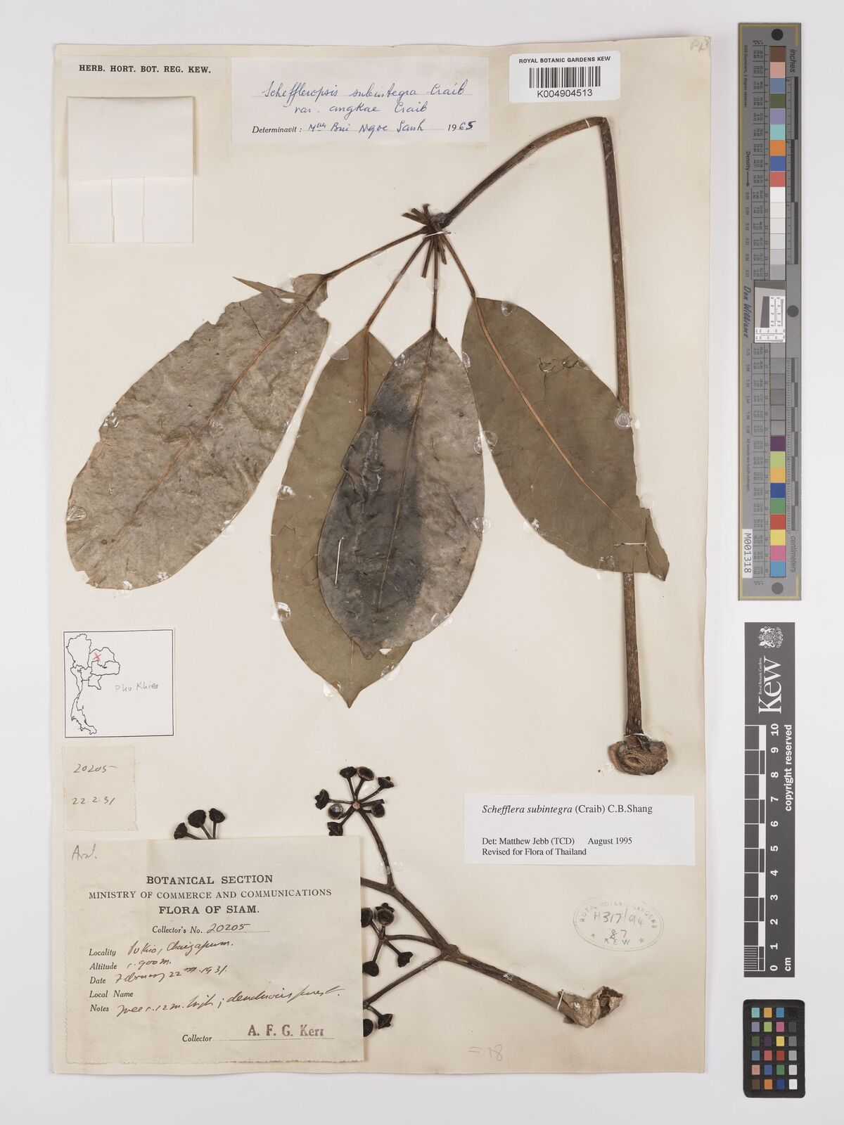 Heptapleurum subintegrum (Craib) G.M.Plunkett & Lowry | Plants of the ...