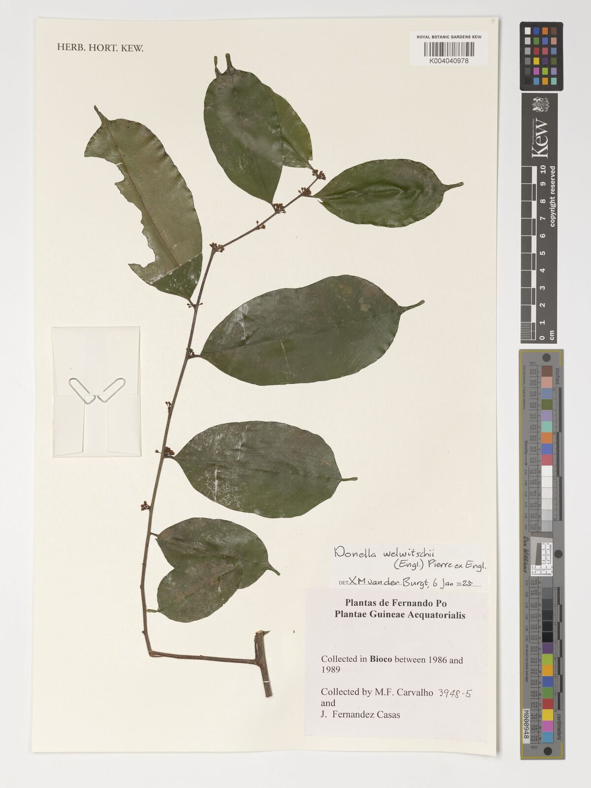 Donella welwitschii (Engl.) Pierre ex Engl. | Plants of the World ...