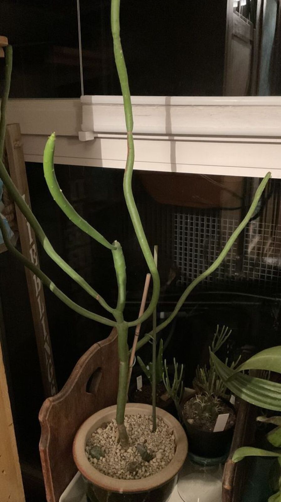 Euphorbia alluaudii Drake | Plants of the World Online | Kew Science