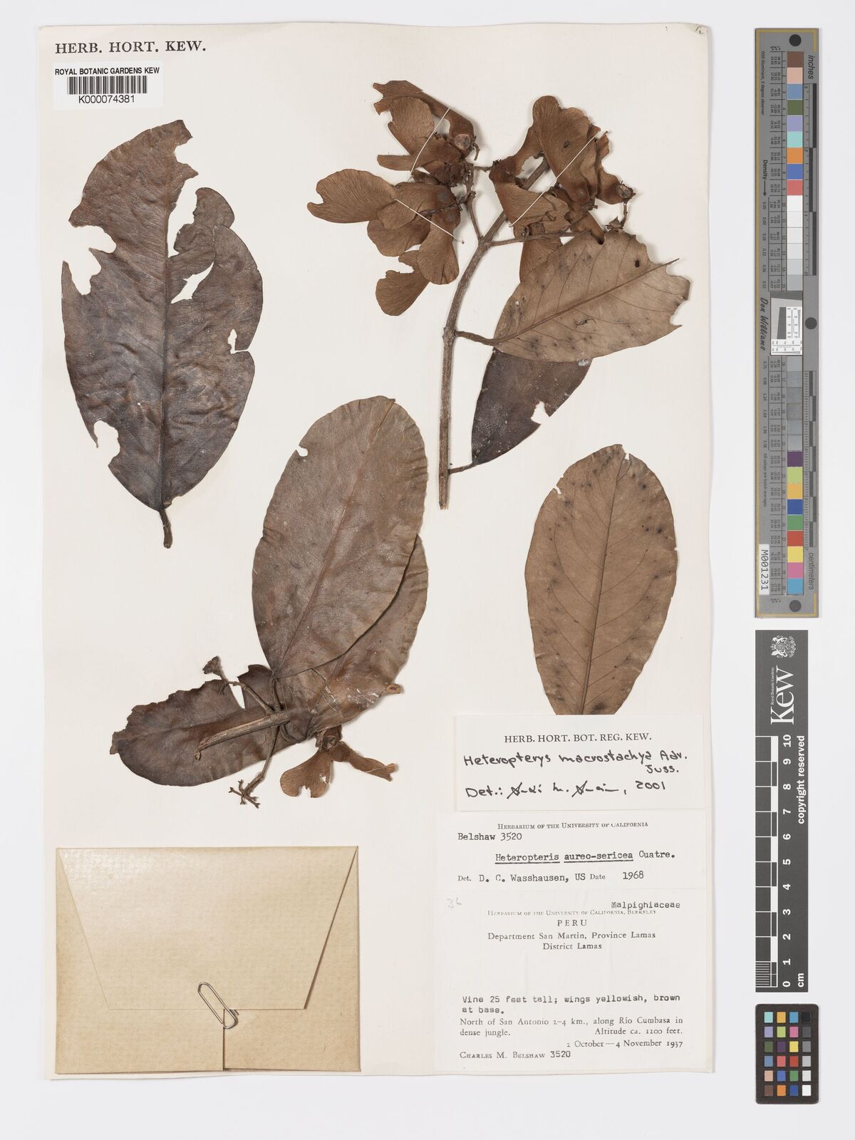 Heteropterys macrostachya A.Juss. | Colombian Plants made accessible