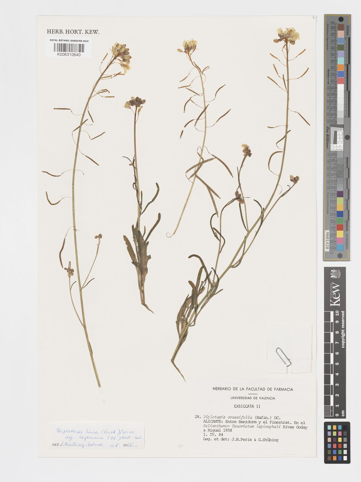 Diplotaxis harra subsp. crassifolia (Raf.) Maire | Plants of the World ...