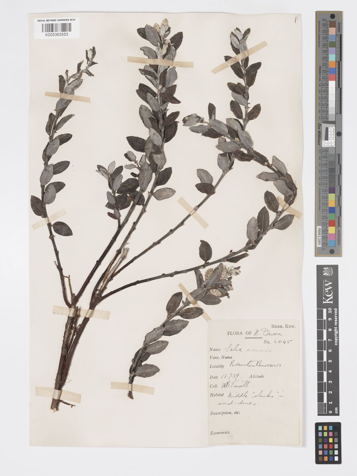 Salix repens subsp. argentea (Fr.) A.Camus & E.G.Camus | Plants of the ...
