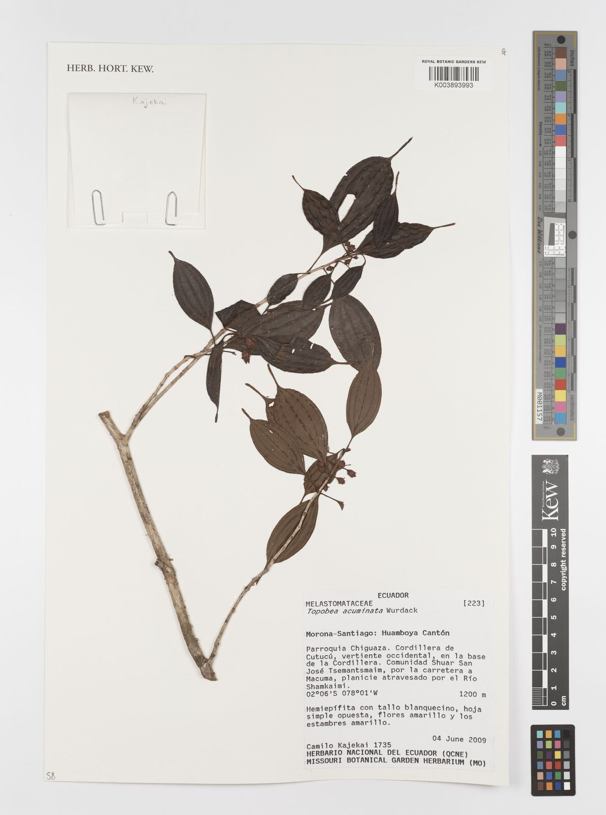 Blakea acuminata (Wurdack) Penneys & Judd | Plants of the World Online ...