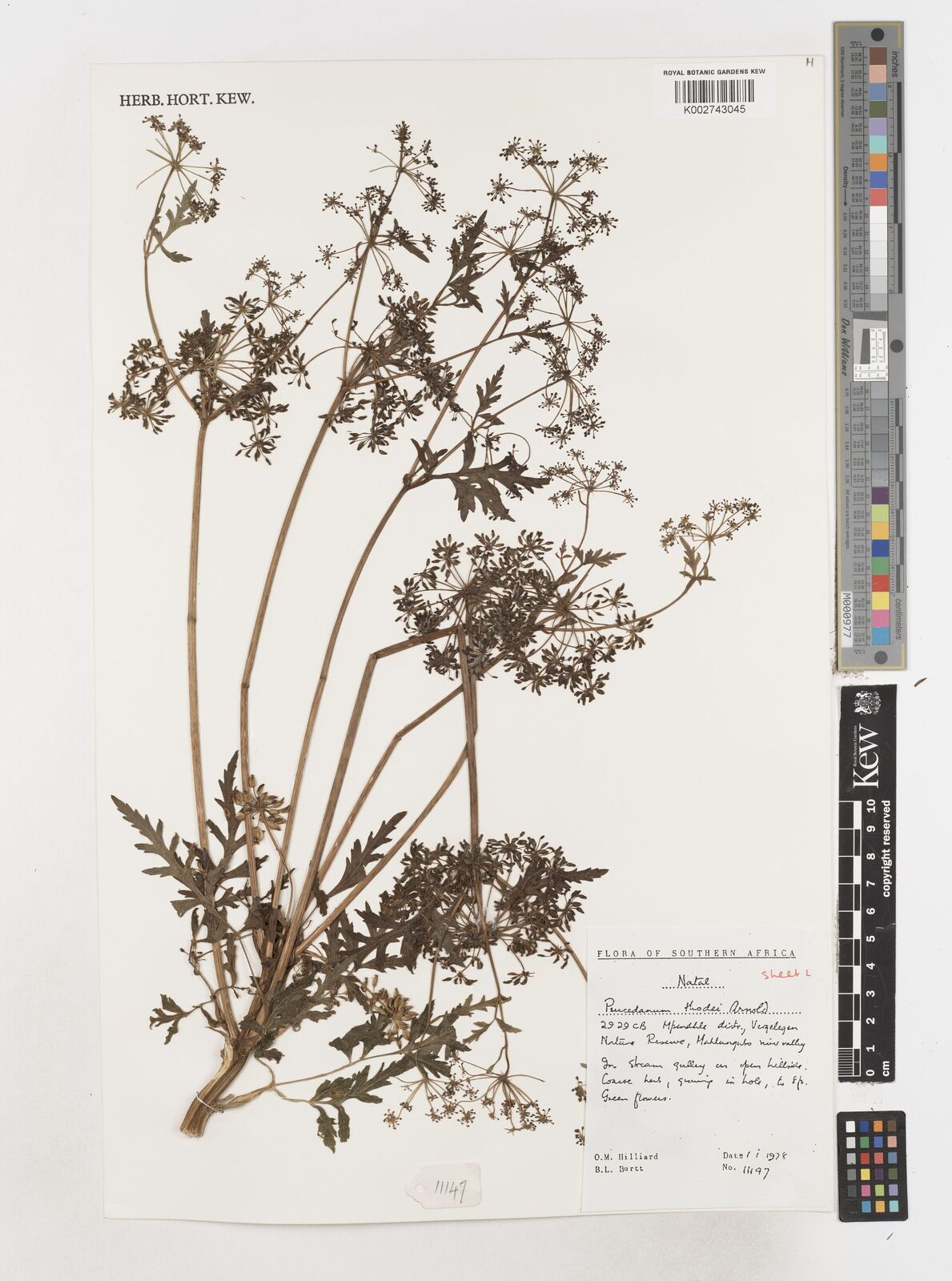 Afroligusticum thodei (T.H.Arnold) P.J.D.Winter | Plants of the World ...