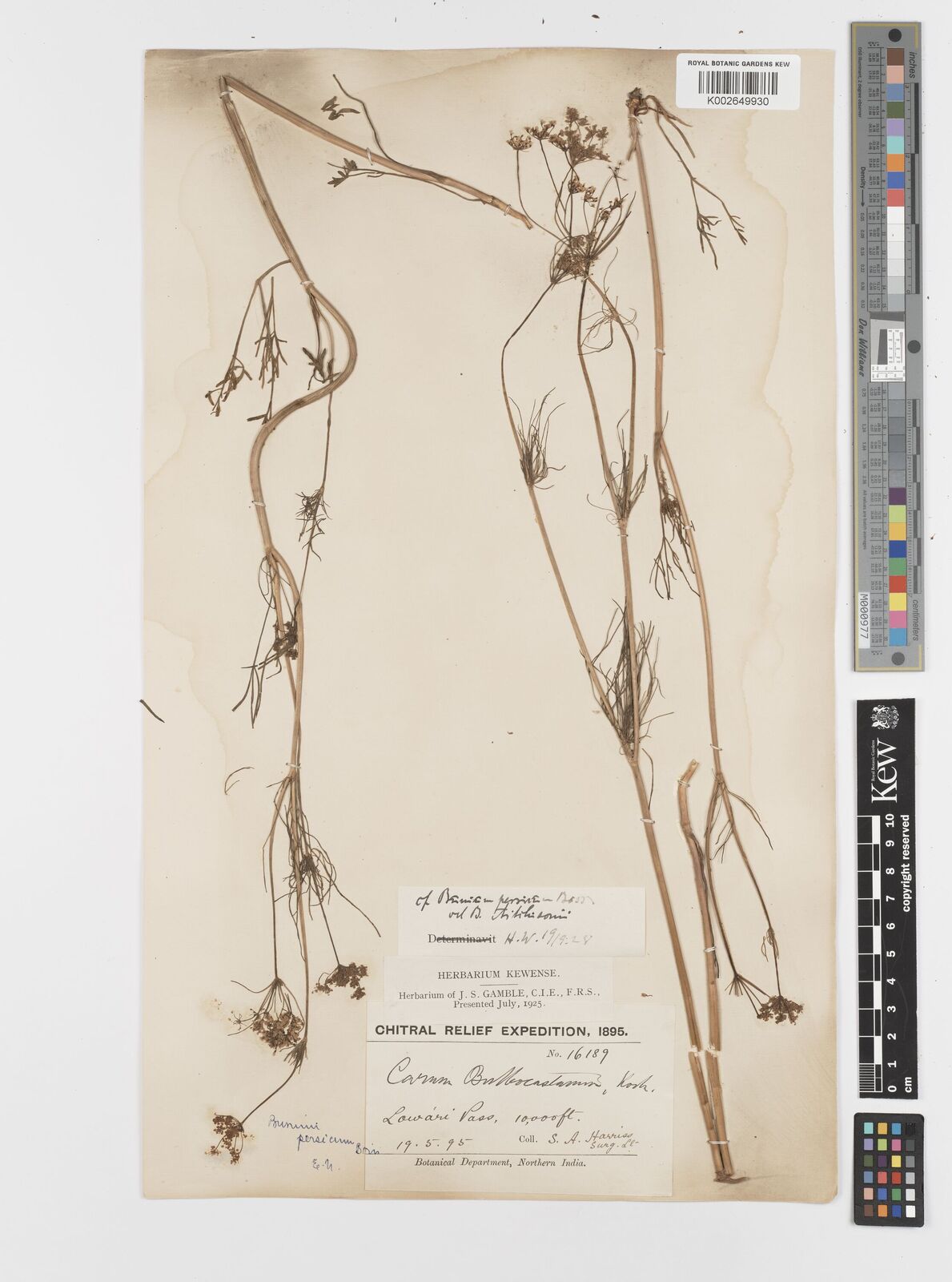 Bunium bulbocastanum L. | Plants of the World Online | Kew Science