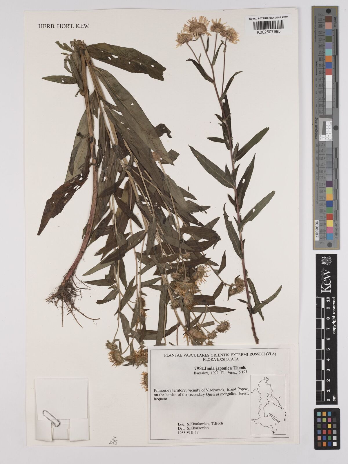 Inula japonica Thunb. | Plants of the World Online | Kew Science
