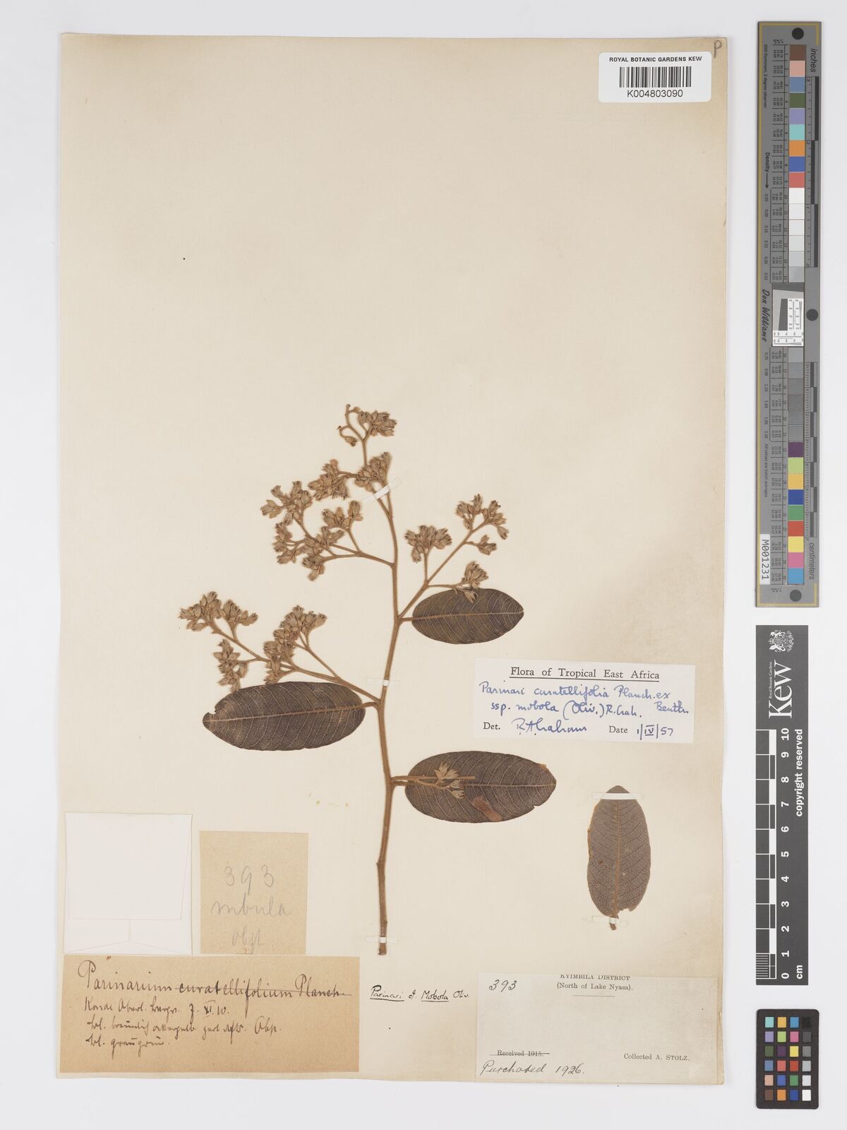 Parinari curatellifolia Planch. ex Benth. | Plants of the World Online ...