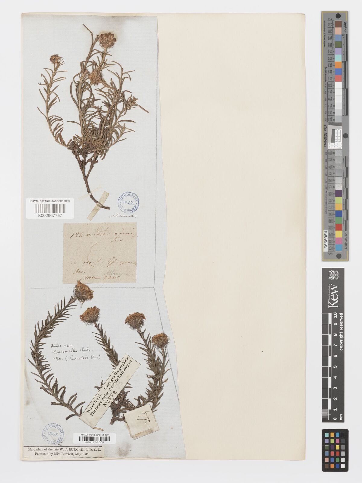 Athrixia capensis Ker Gawl. | Plants of the World Online | Kew Science