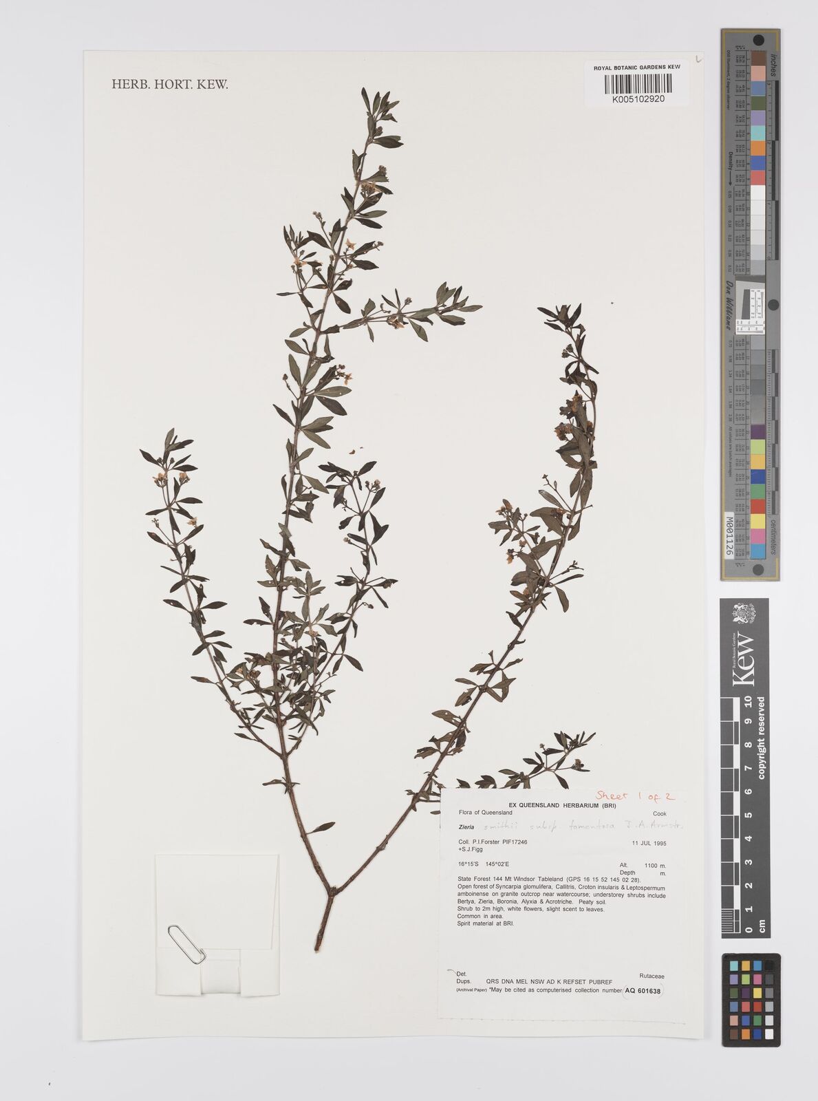 Zieria arborescens subsp. arborescens | Plants of the World Online ...