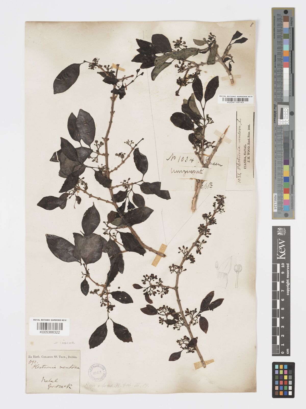 Olinia ventosa (L.) Cufod. | Plants of the World Online | Kew Science