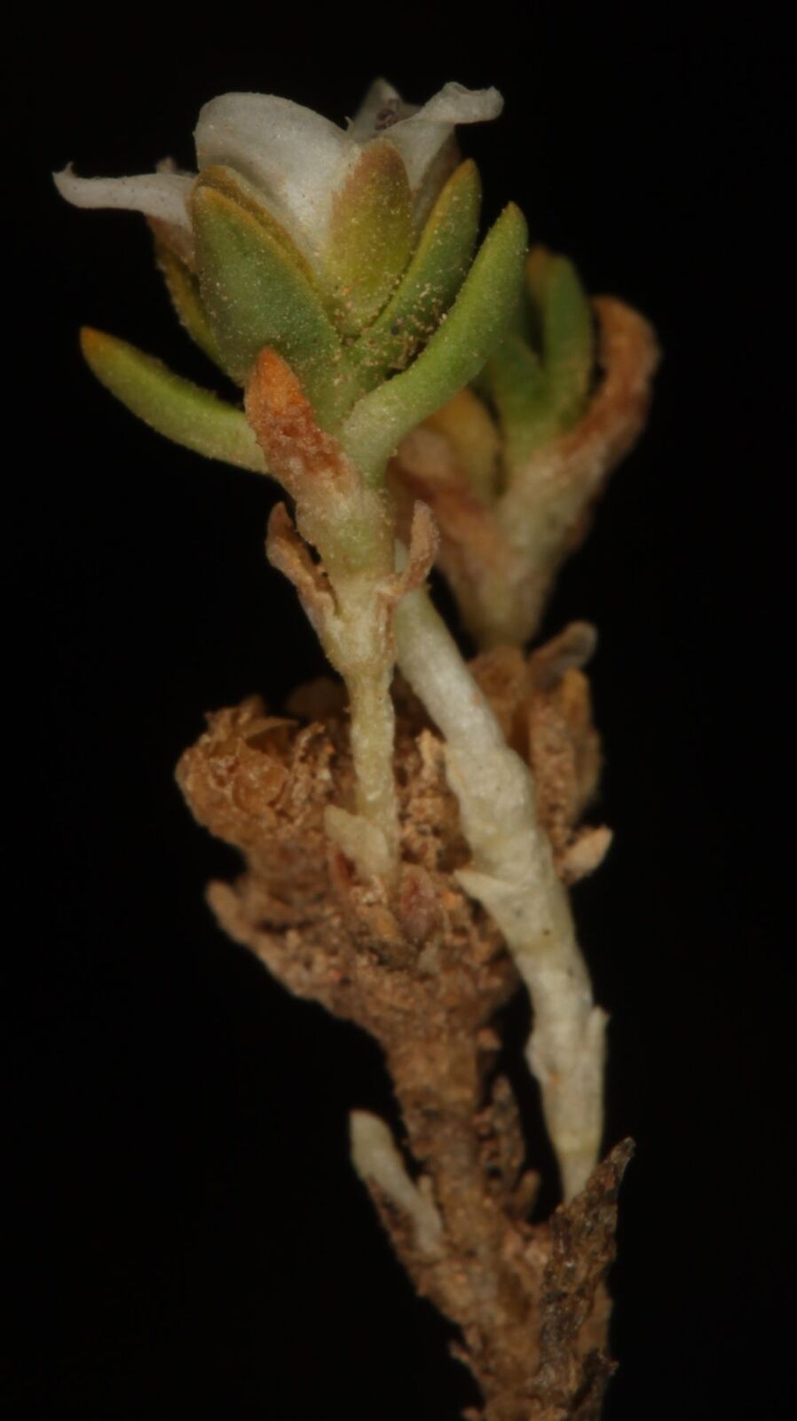 Arenaria rivularis Phil. | Plants of the World Online | Kew Science