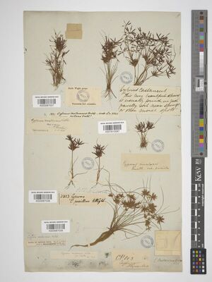 Cyperus pumilus L. | Plants of the World Online | Kew Science