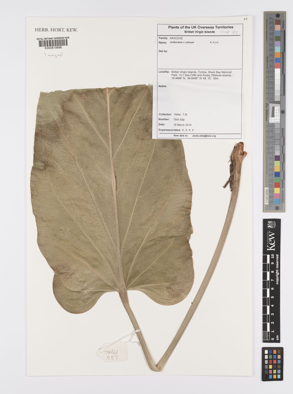 Anthurium × selloum K.Koch | Plants of the World Online | Kew Science