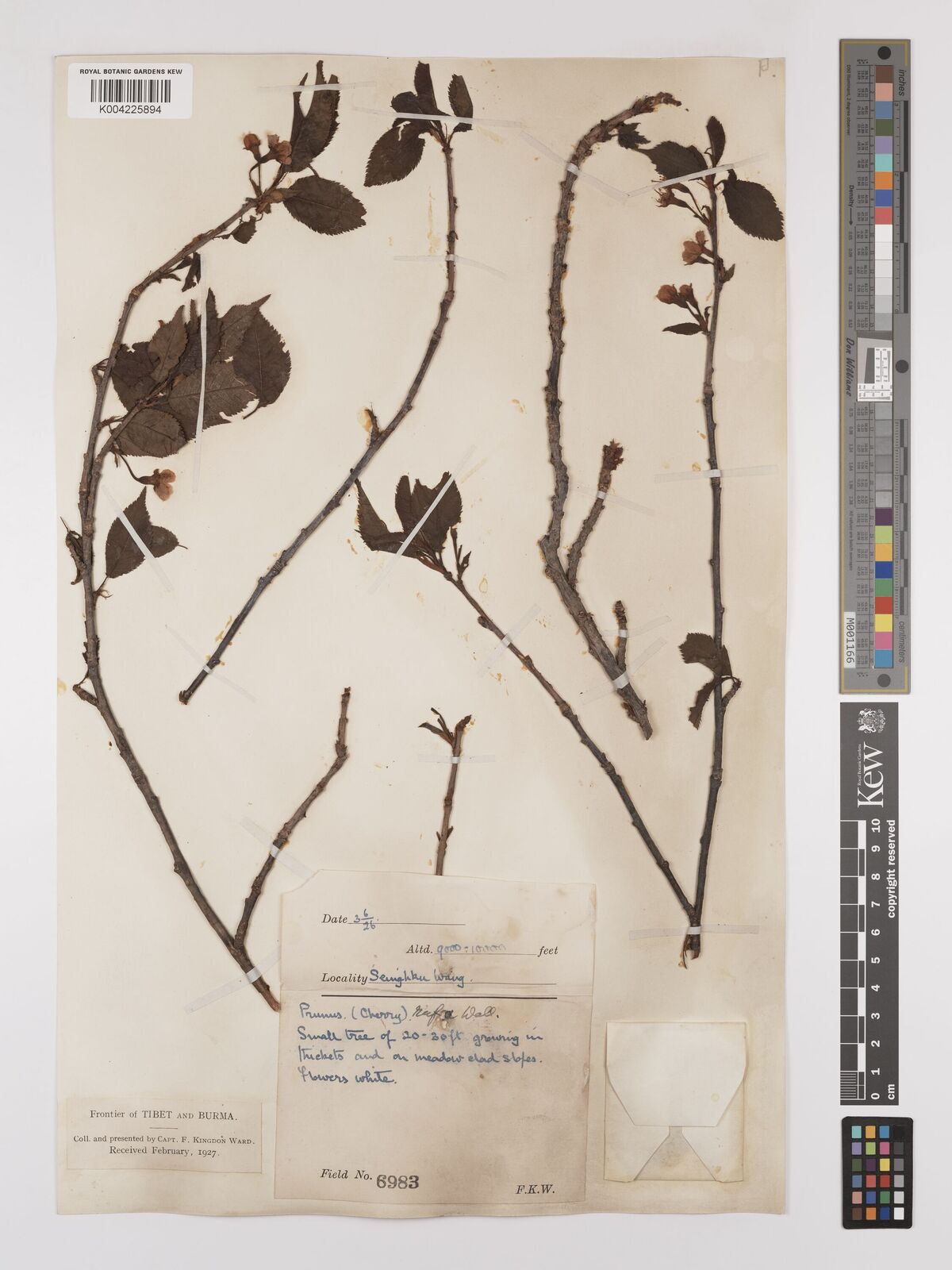 Prunus rufa Wall. ex Hook.f. | Plants of the World Online | Kew Science