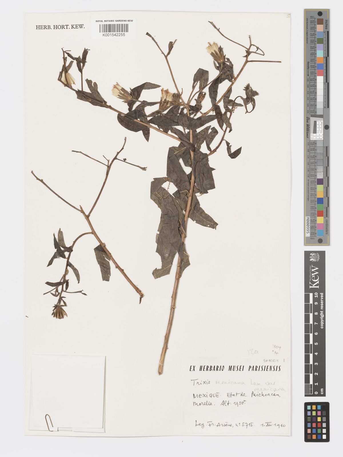 Trixis mexicana var. mexicana | Plants of the World Online | Kew Science