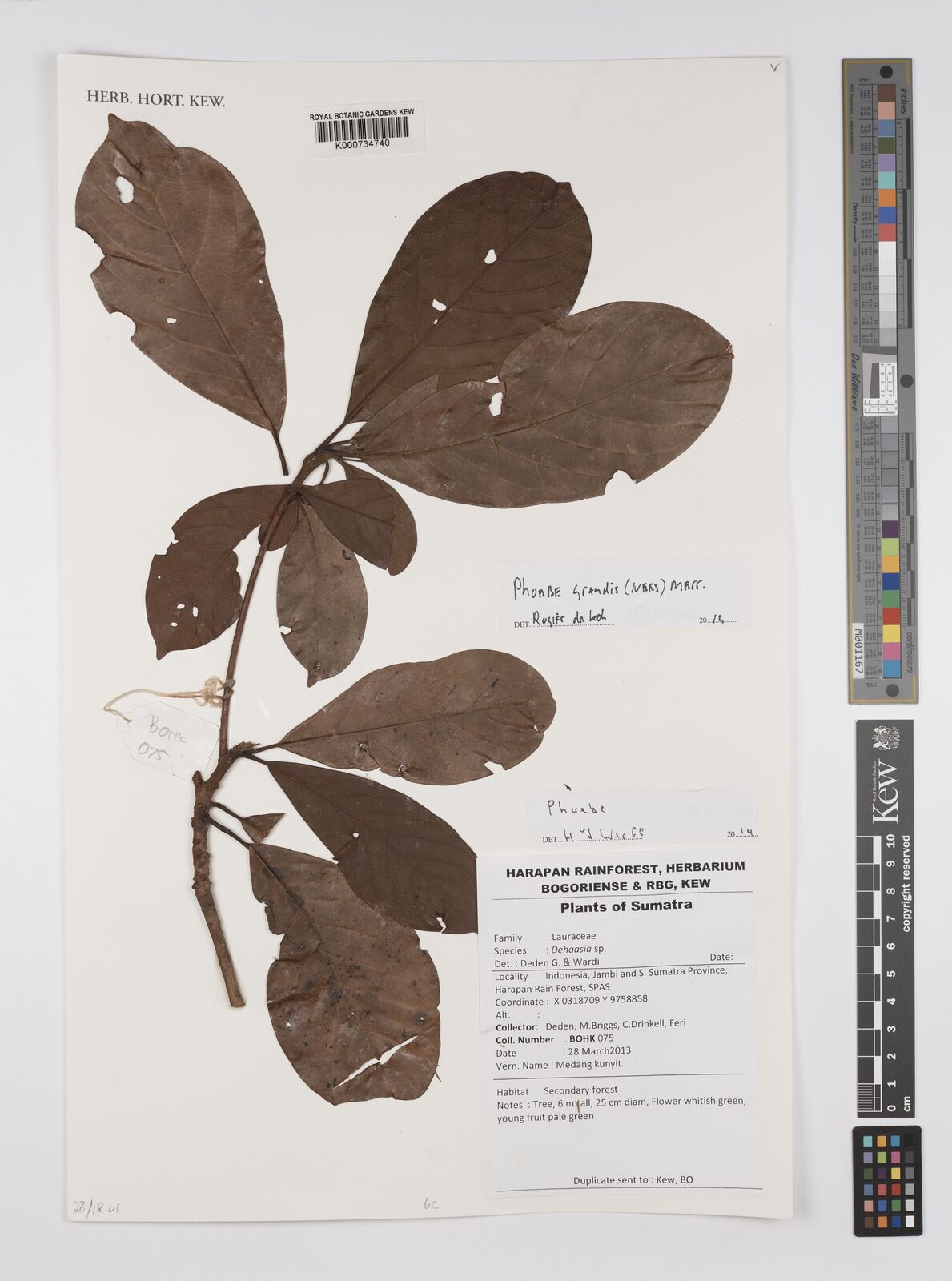 Phoebe grandis (Nees) Merr. | Plants of the World Online | Kew Science