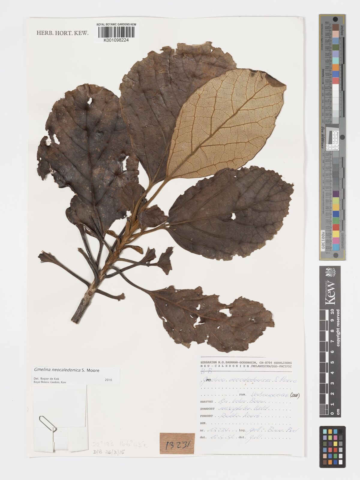 Gmelina neocaledonica S.Moore | Plants of the World Online | Kew Science