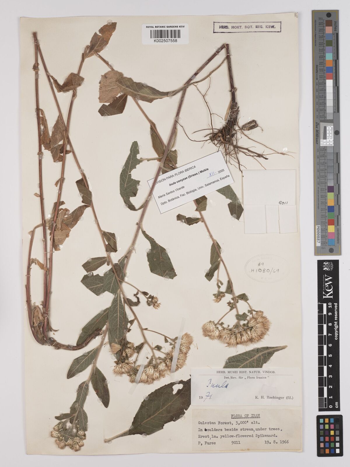 Pentanema squarrosum (L.) D.Gut.Larr., Santos-Vicente, Anderb., E.Rico ...