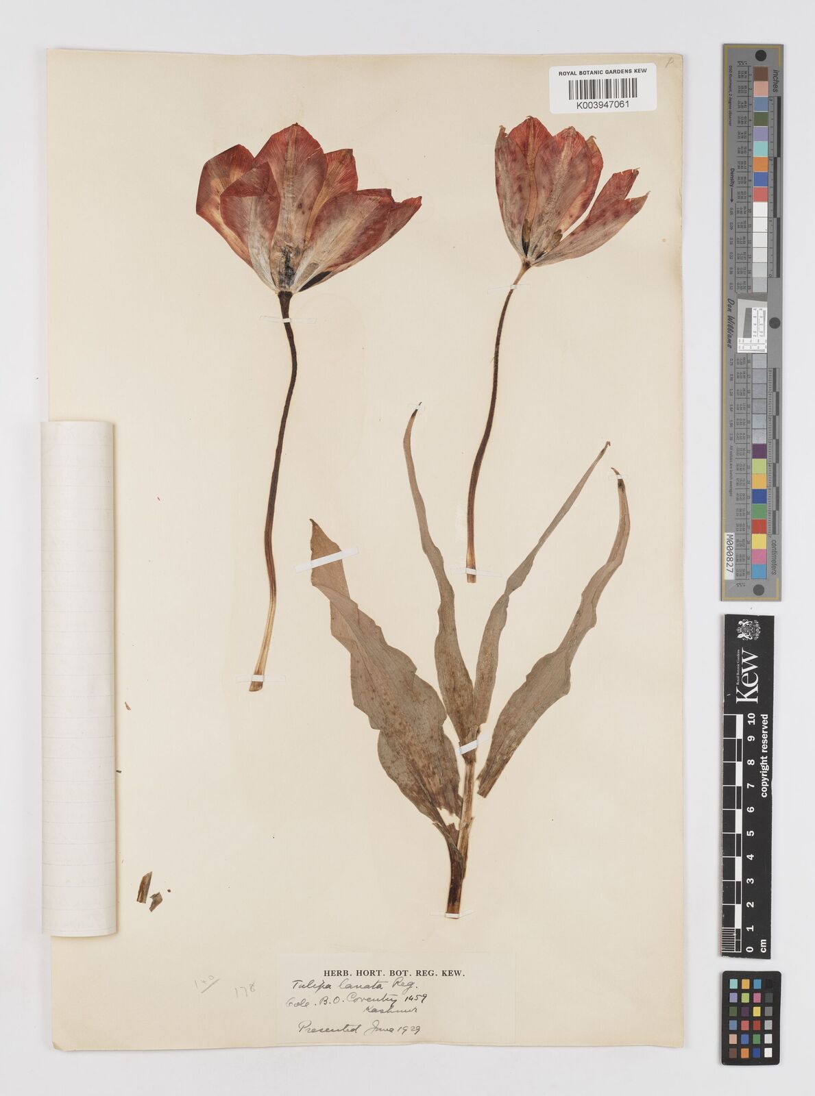 Tulipa lanata Regel | Plants of the World Online | Kew Science