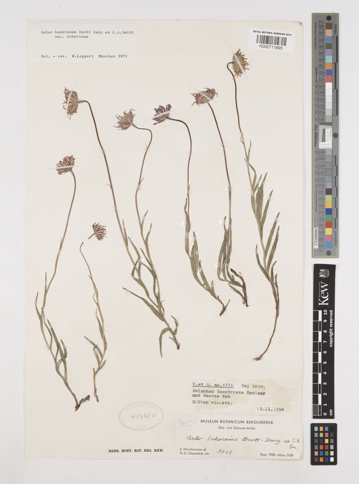 Afroaster hispidus (Thunb.) J.C.Manning & Goldblatt | Plants of the ...