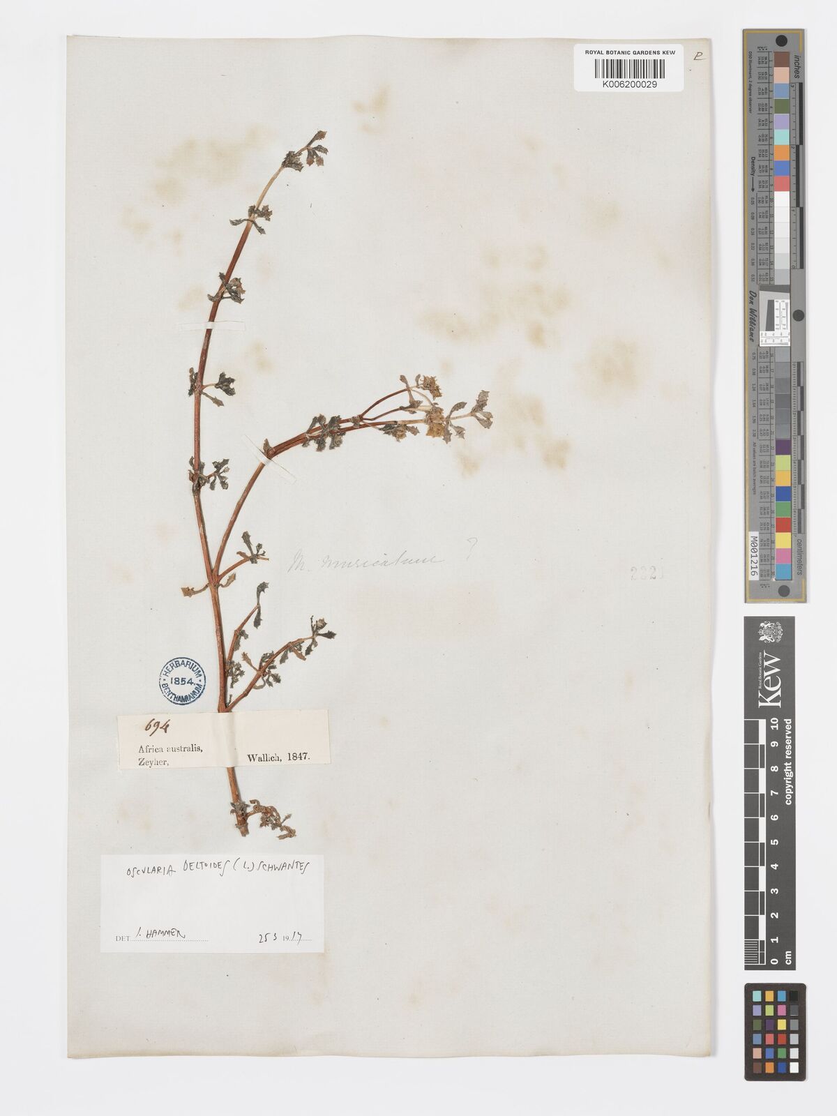 Oscularia deltoides (L.) Schwantes | Colombian Plants made accessible