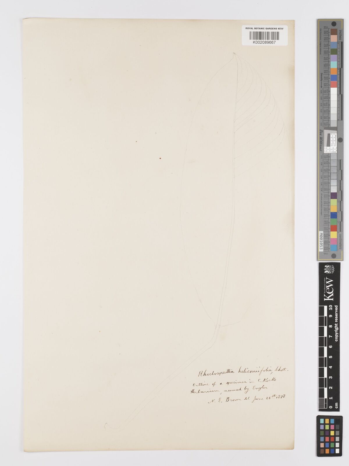 Rhodospatha latifolia Poepp. | Plants of the World Online | Kew Science