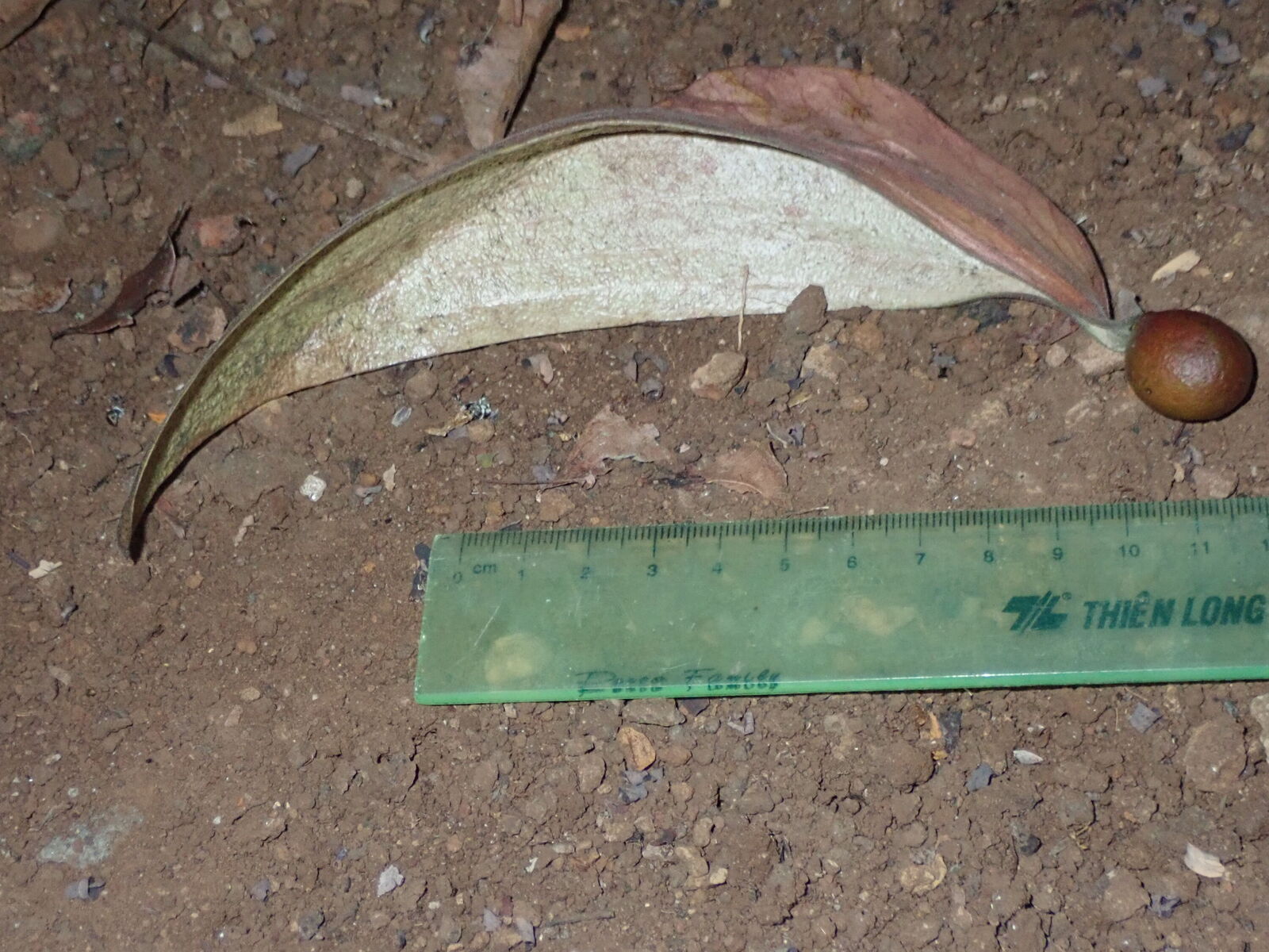 Scaphium affine (Mast.) Pierre | Plants of the World Online | Kew Science