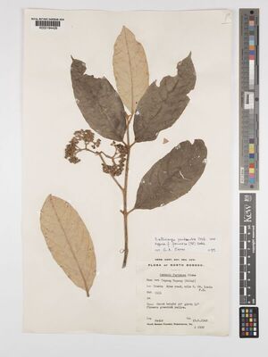 Callicarpa pentandra Roxb. | Plants of the World Online | Kew Science