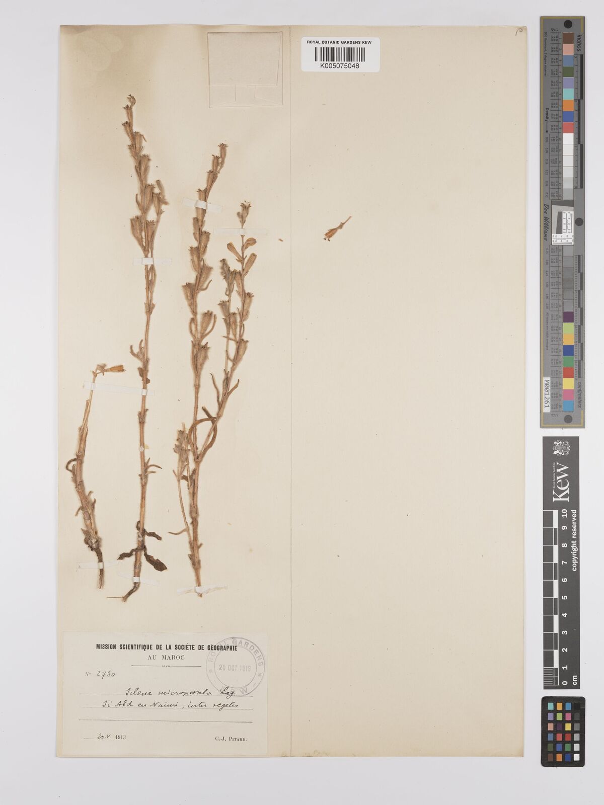 Silene micropetala Lag. | Plants of the World Online | Kew Science