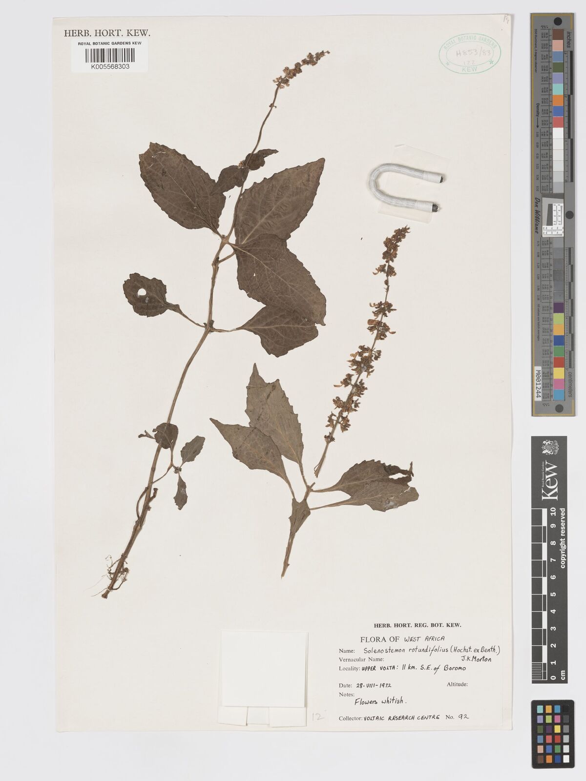 Coleus rotundifolius (Poir.) A.Chev. & Perrot | Plants of the World ...