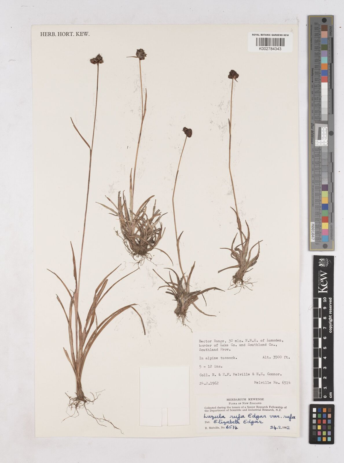 Luzula rufa var. rufa | Plants of the World Online | Kew Science