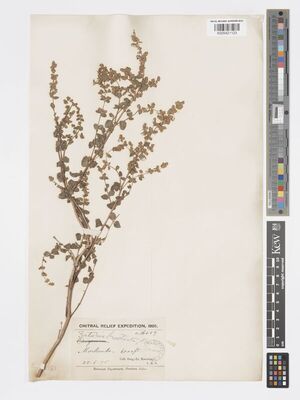 Zataria multiflora Boiss. | Plants of the World Online | Kew Science