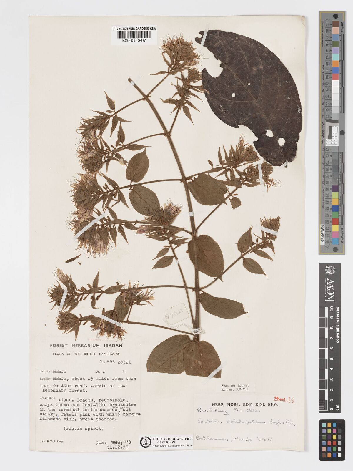 Combretum comosum var. dolichopetalum (Engl. & Diels) Jongkind | Plants ...