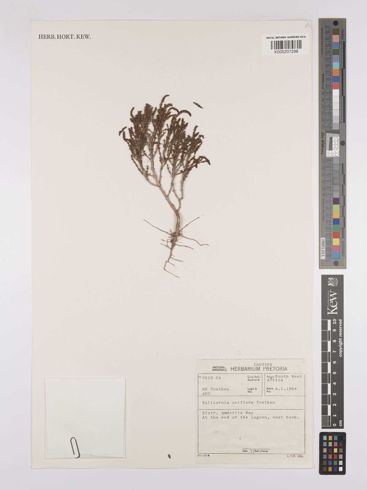 Salicornia uniflora Toelken | Plants of the World Online | Kew Science