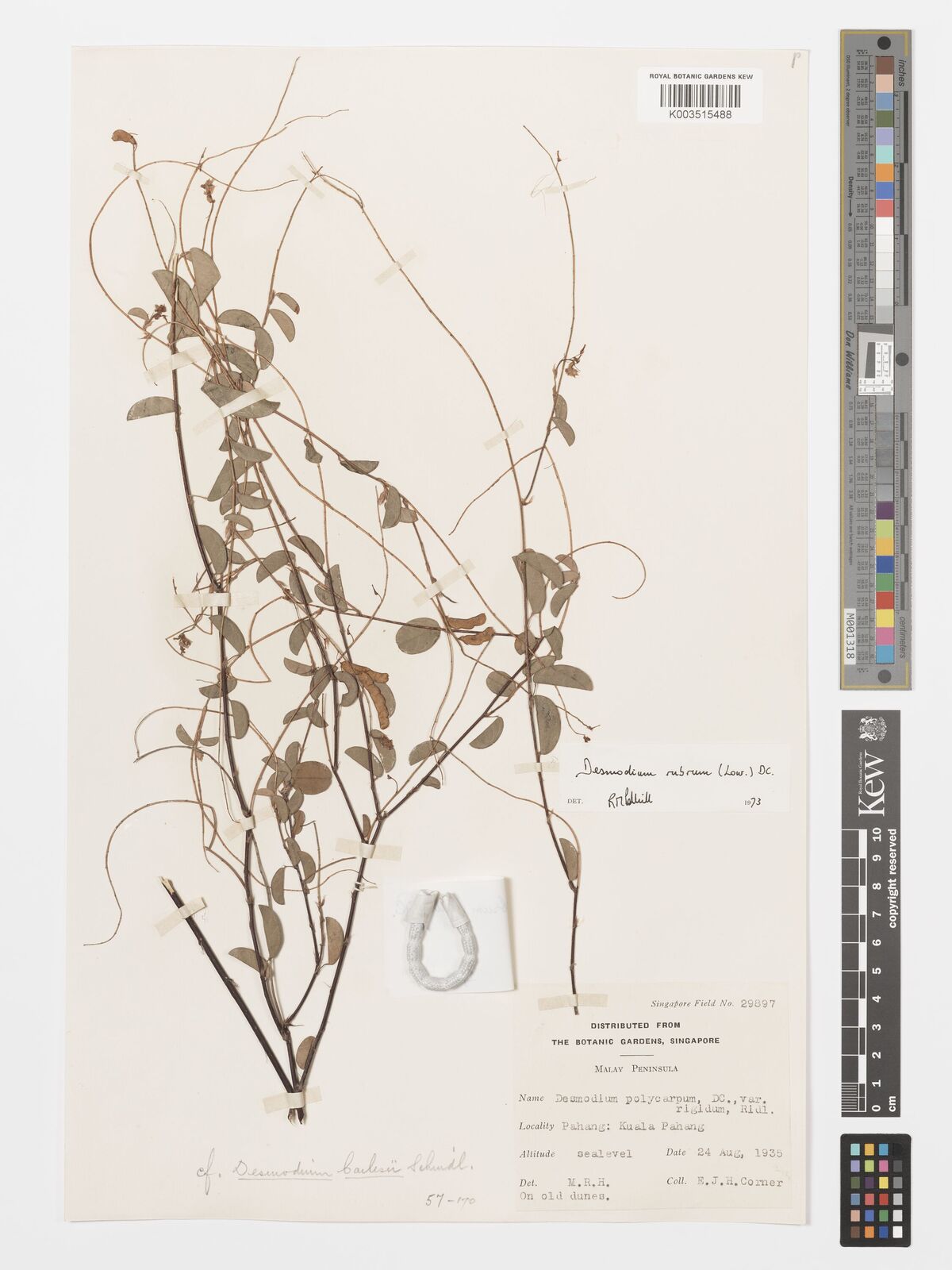 Grona rubra (Lour.) H.Ohashi & K.Ohashi | Plants of the World Online ...