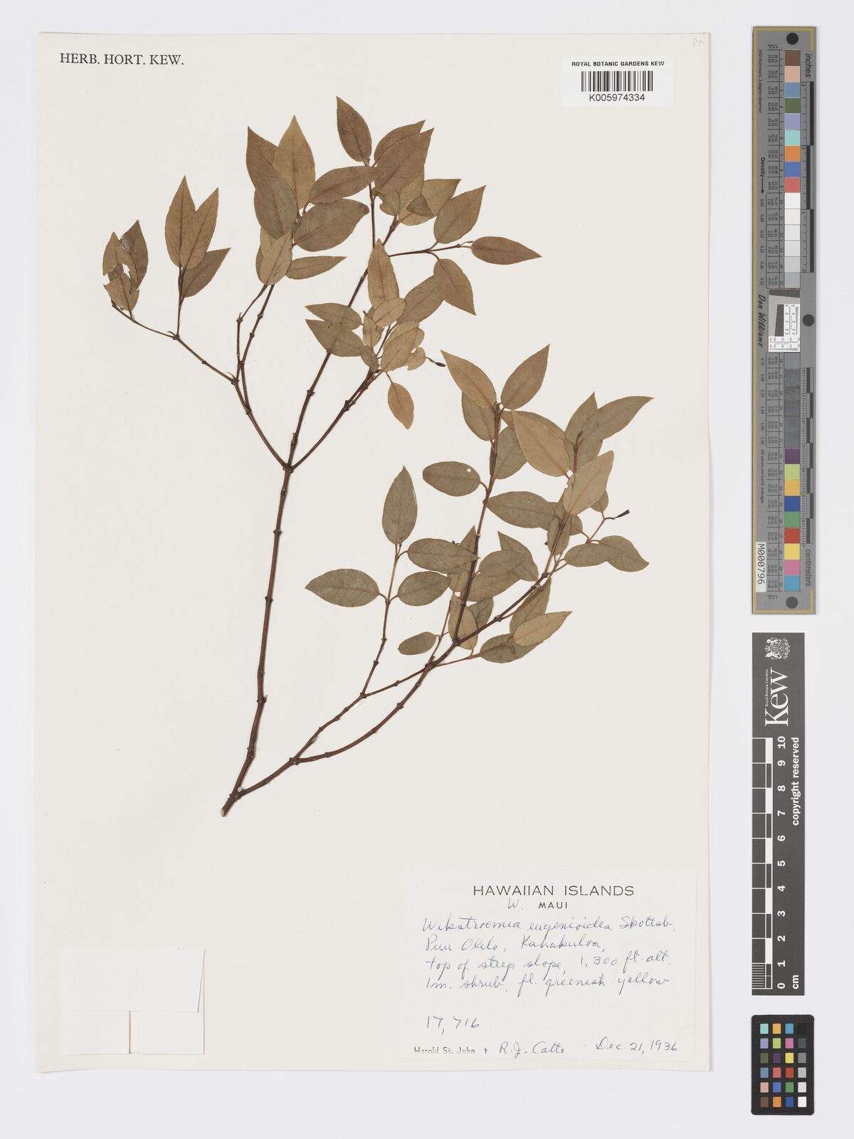 Wikstroemia oahuensis var. oahuensis | Plants of the World Online | Kew ...