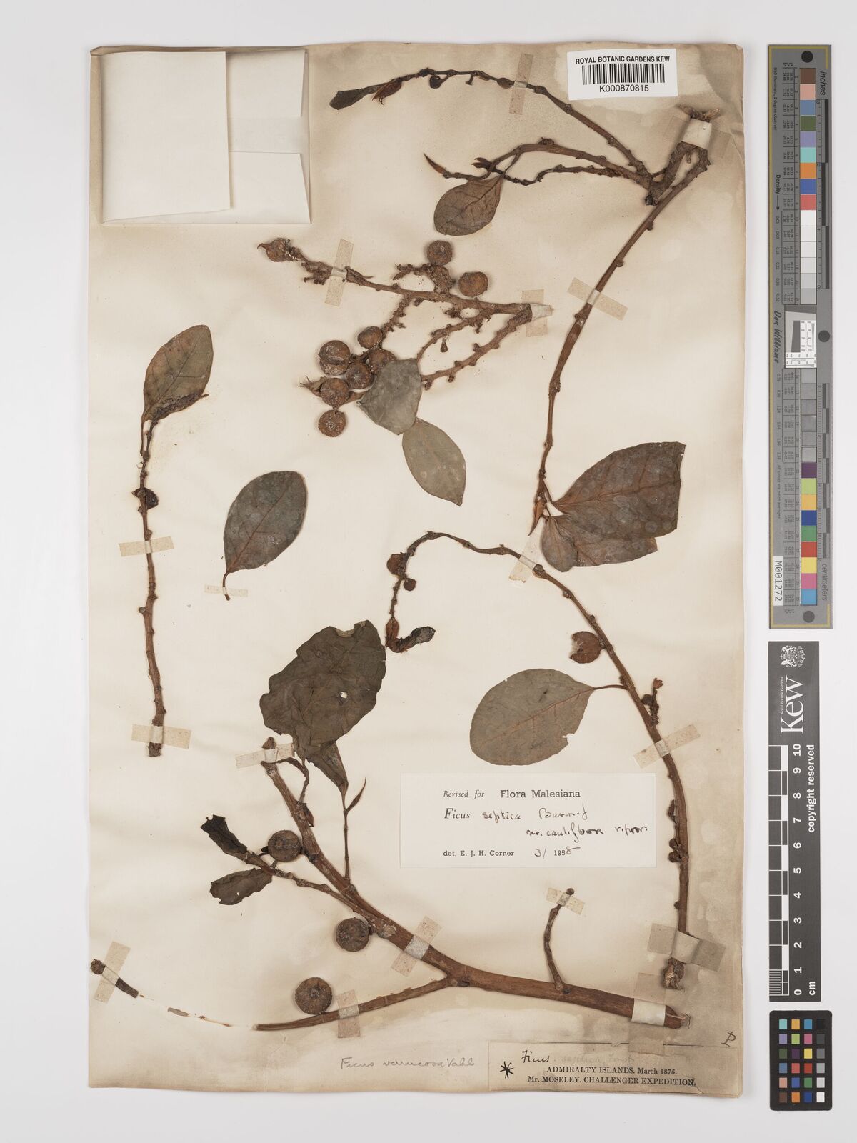 Ficus septica Burm.f. | Plants of the World Online | Kew Science
