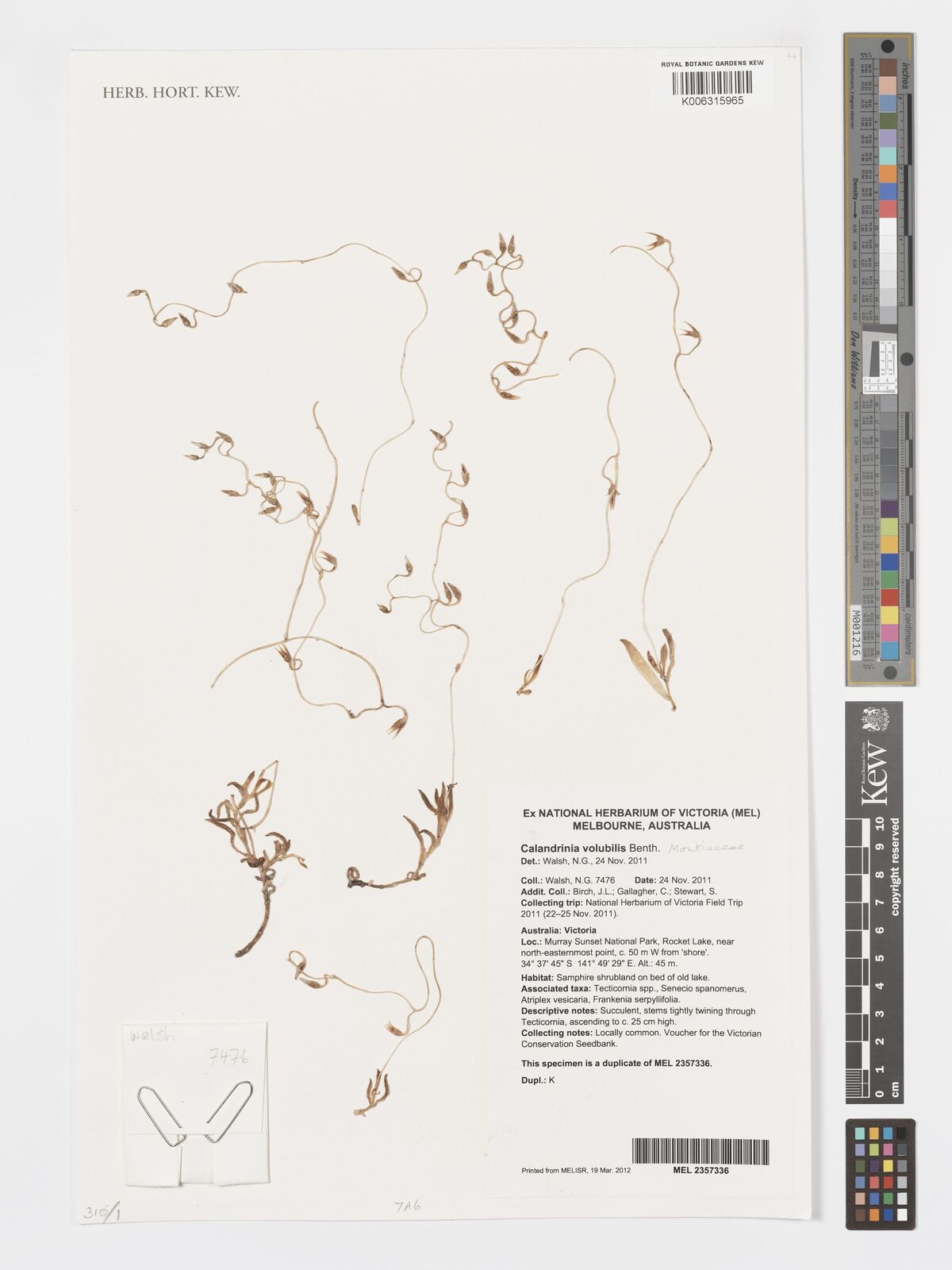 Parakeelya volubilis (Benth.) Hershk. | Plants of the World Online ...