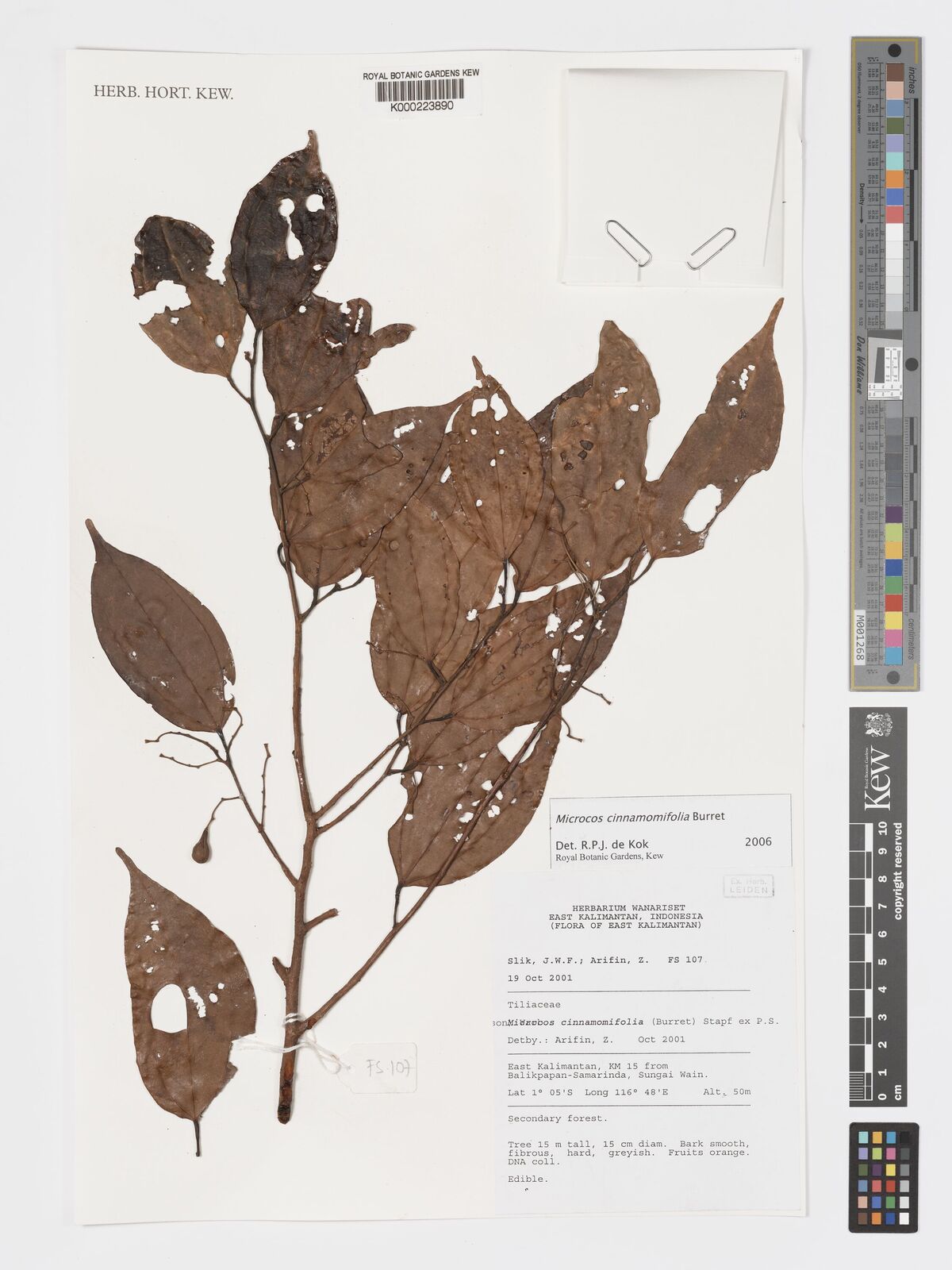 Microcos cinnamomifolia Burret | Plants of the World Online | Kew Science