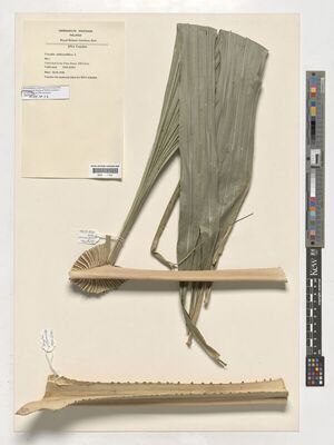 Corypha umbraculifera L. | Plants of the World Online | Kew Science