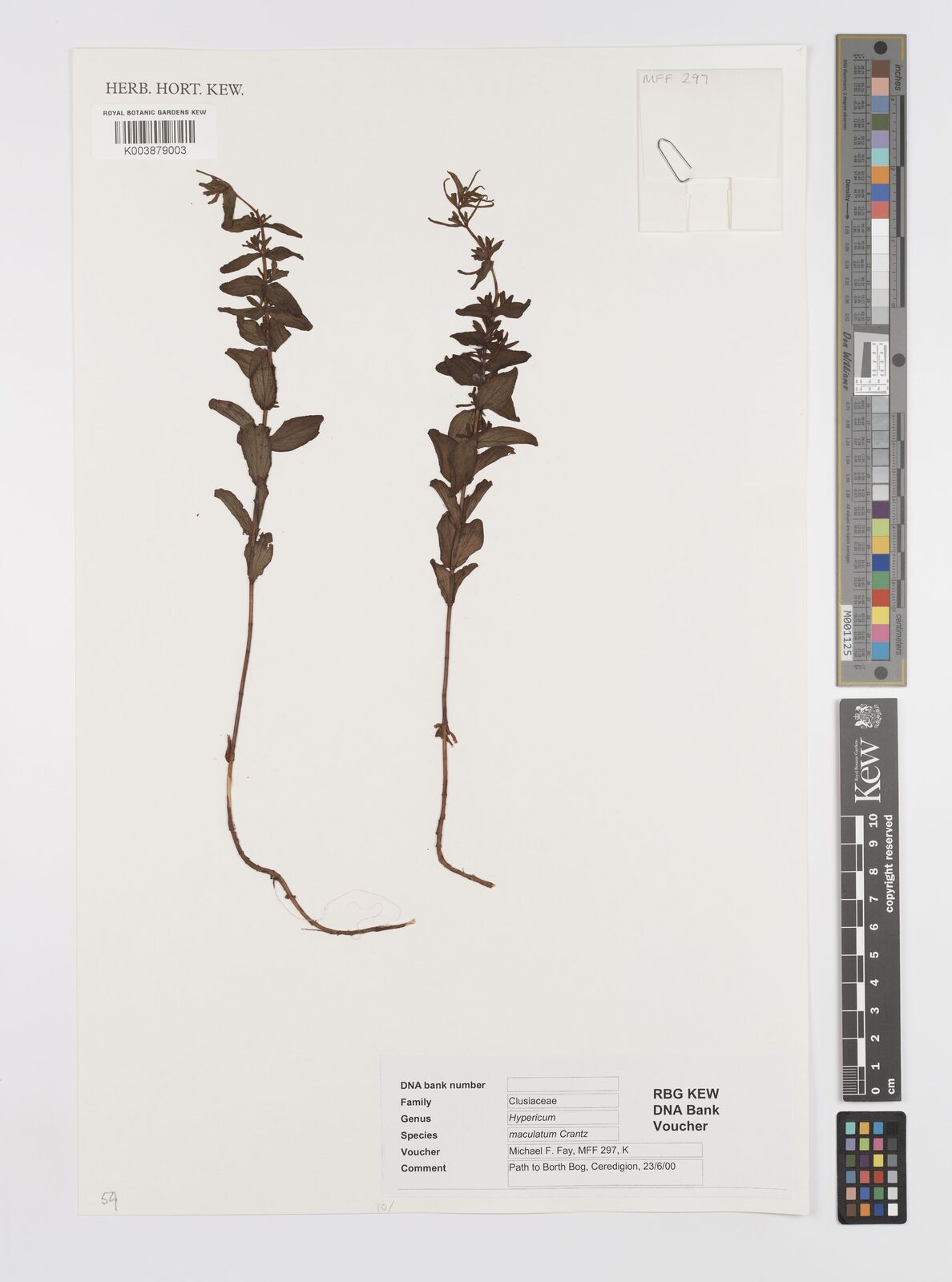 Hypericum punctatum Lam. | Plants of the World Online | Kew Science