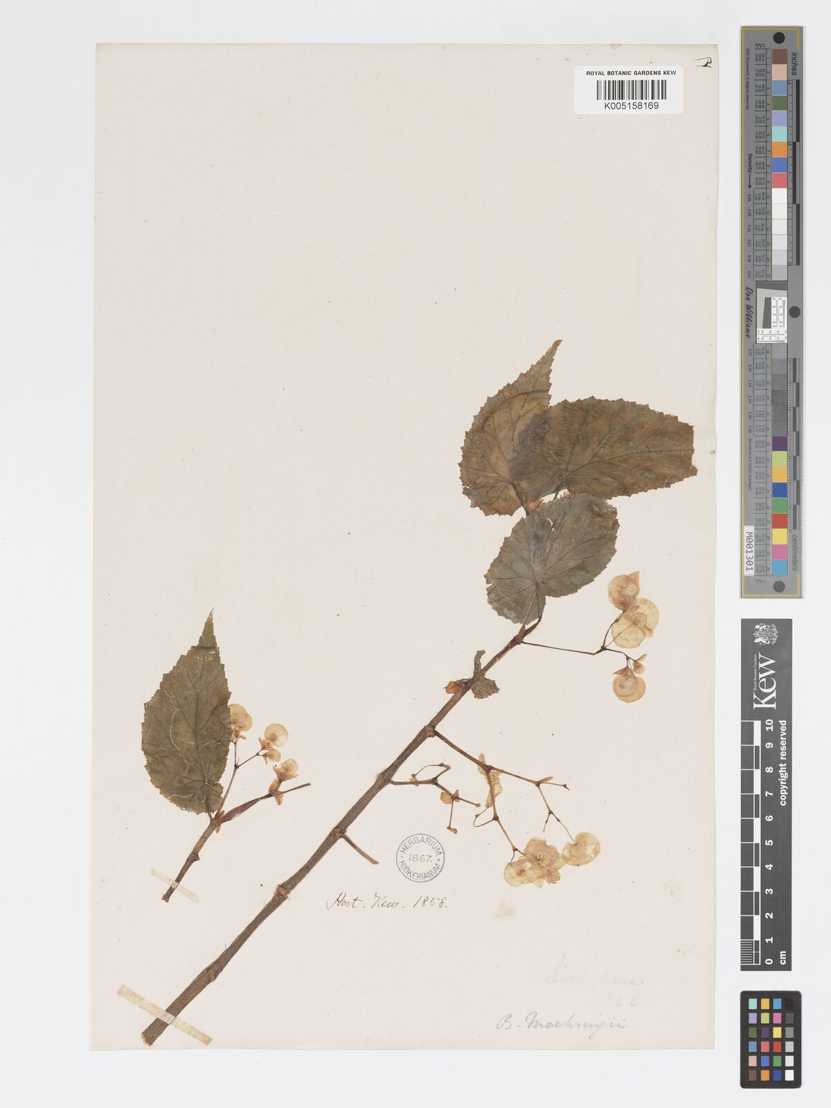 Begonia moehringii Bosse | Plants of the World Online | Kew Science