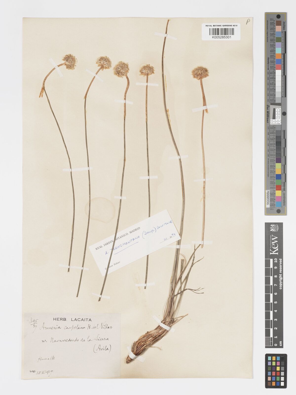 Armeria transmontana (Samp.) G.H.M.Lawr. | Plants of the World Online ...