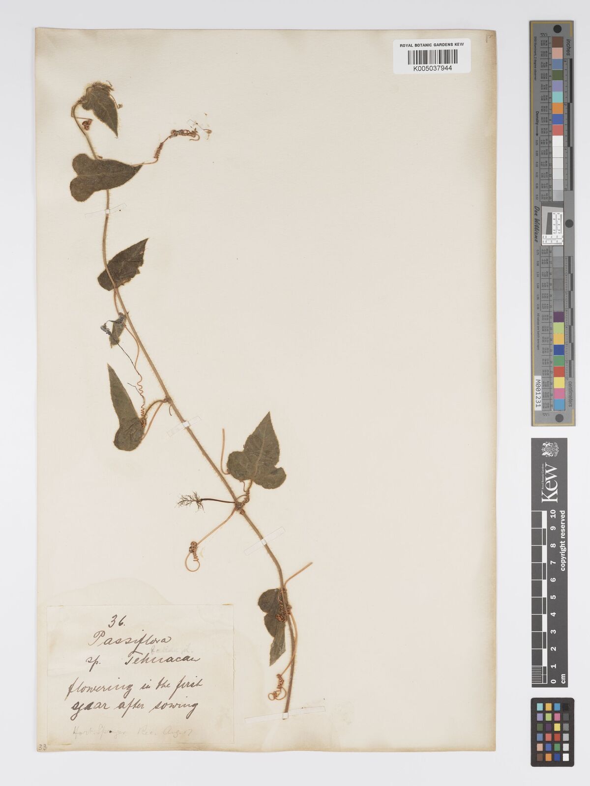 Passiflora ciliata var. ciliata | Plants of the World Online | Kew Science