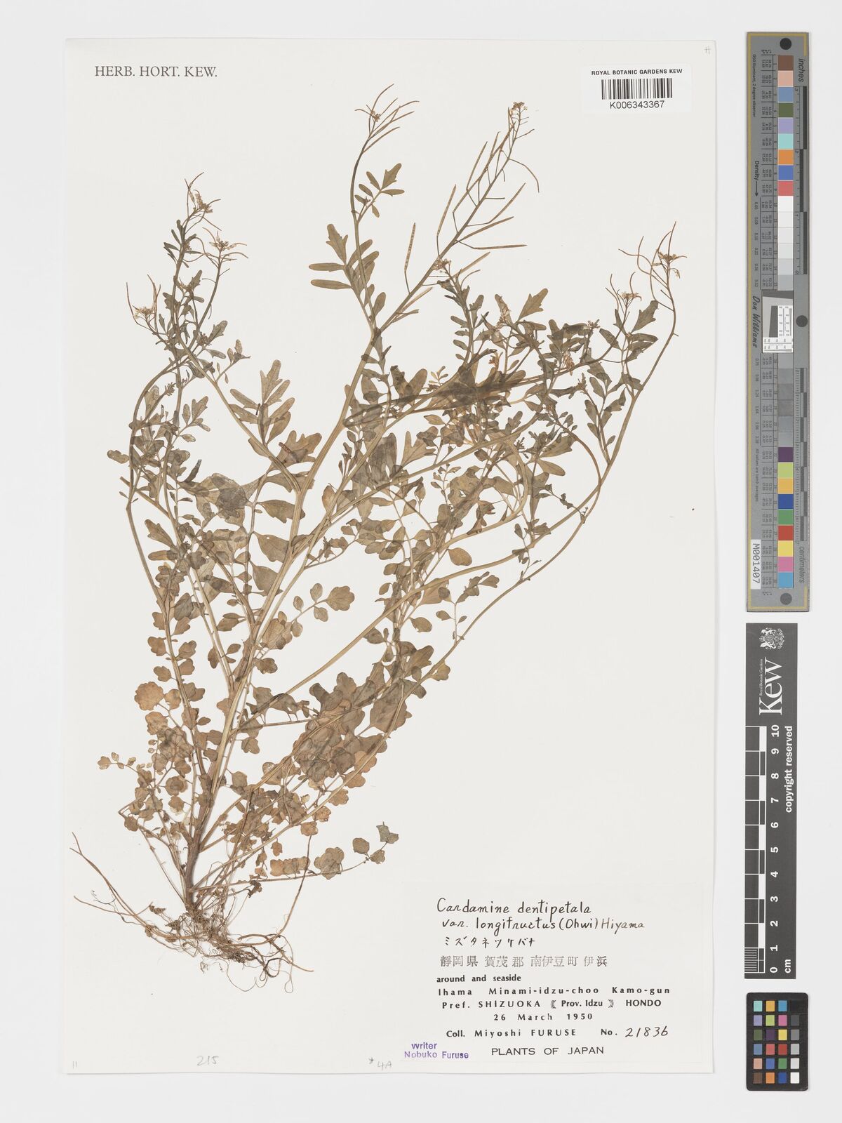 Cardamine scutata Thunb. | Plants of the World Online | Kew Science